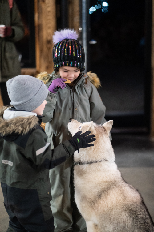 Exciting 1-Hour Siberian Husky Kennel Visit | Meet on Location by Reykjavik | Exciting 1-Hour ...