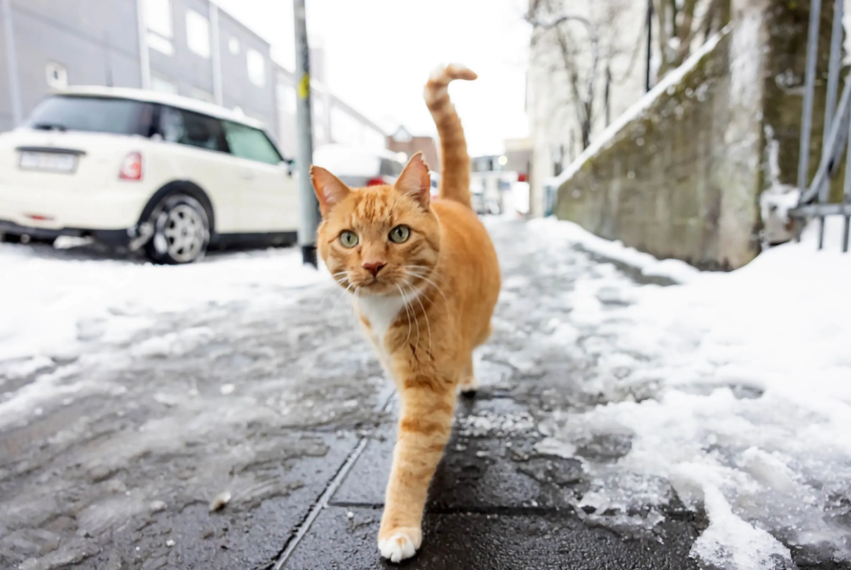 Private 2-Hour Cat-Focused Walking Tour in Central Reykjavik | Private ...