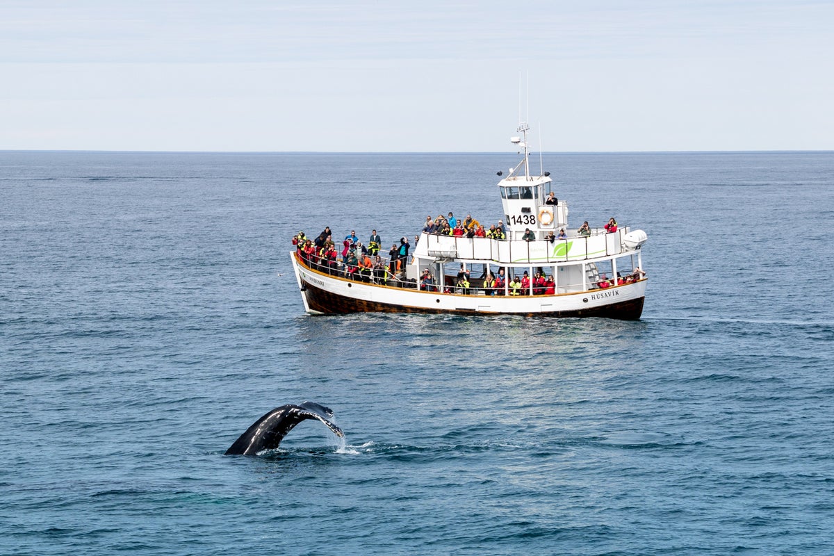 Silent 3-Hour Whale Watching Tour in Electric Boat Starting from ...