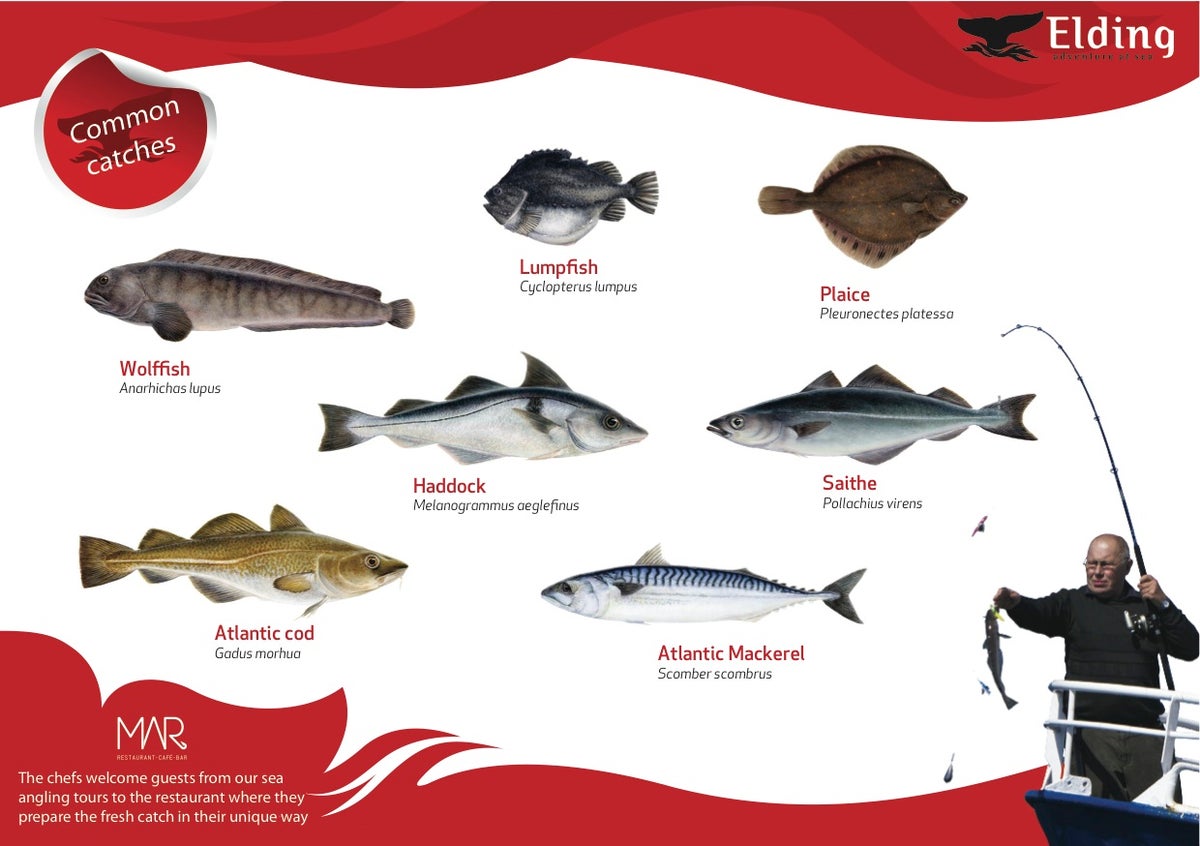 Classic 3 Hour Sea Fishing Trip from Reykjavik | Eat Your Catch ...