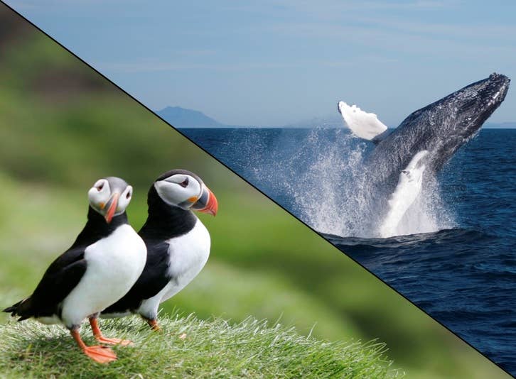 Combo Whale & Puffin Watching Boat Tours from Reykjavik | Guide to Iceland