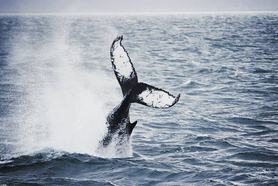 Outstanding 3 Hour Sailing & Whale Watching Boat Tour from Husavik ...