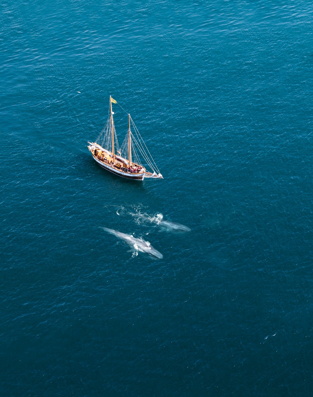 Outstanding 3 Hour Sailing & Whale Watching Boat Tour from Husavik ...