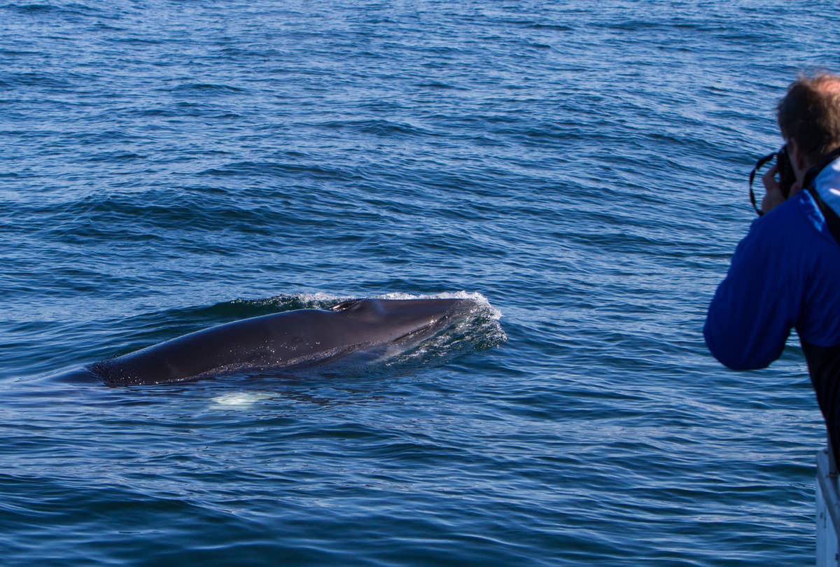 Whale Watching Tour in the Westfjords starting from Holmavik | Guide to ...