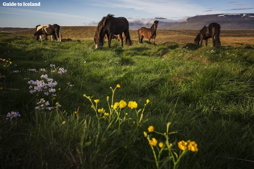 The Ultimate Guide to Iceland in August | Guide to Iceland