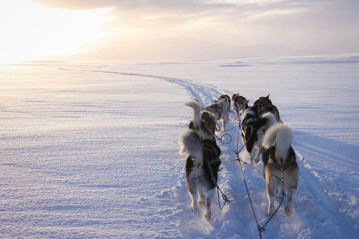 Winter Dog Sledding Tour with Optional Transfers from Reykjavik | Guide ...