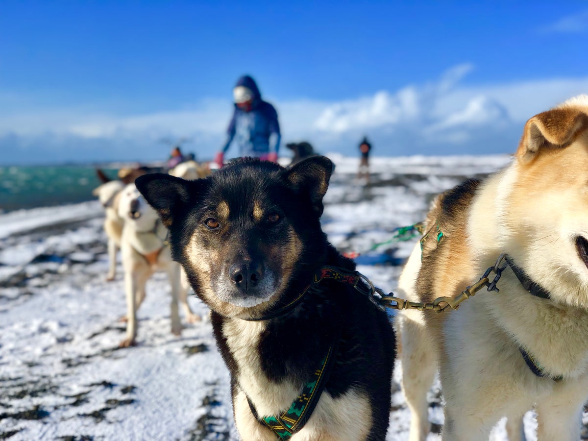 Winter Dog Sledding Tour with Optional Transfers from Reykjavik | Guide ...