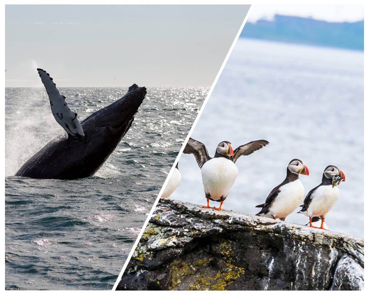 Combination 4-Hour Puffin & Whale-Watching Tour from Reykjavik | Puffin ...