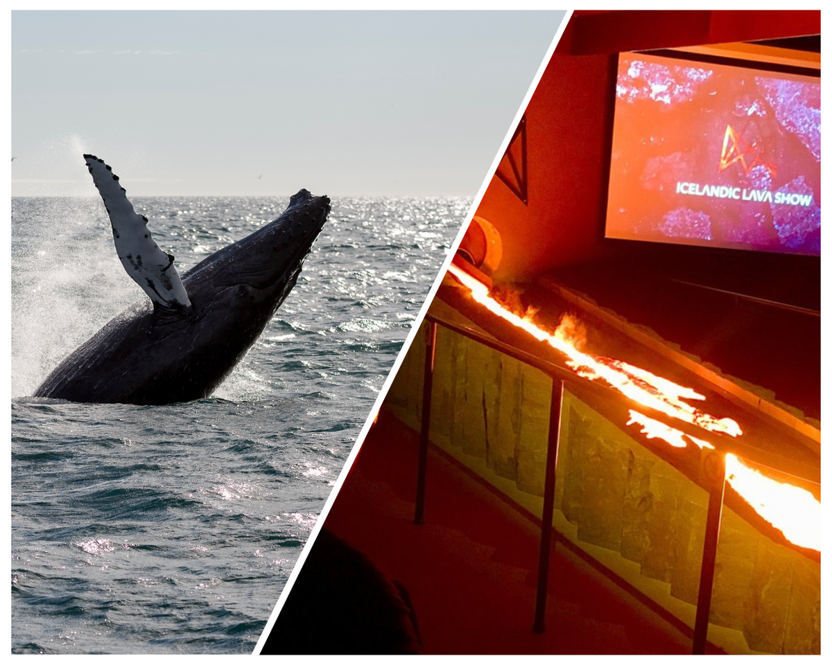 Exciting 4.5-Hour Whale Watching and Lava Show Combo Tour from ...