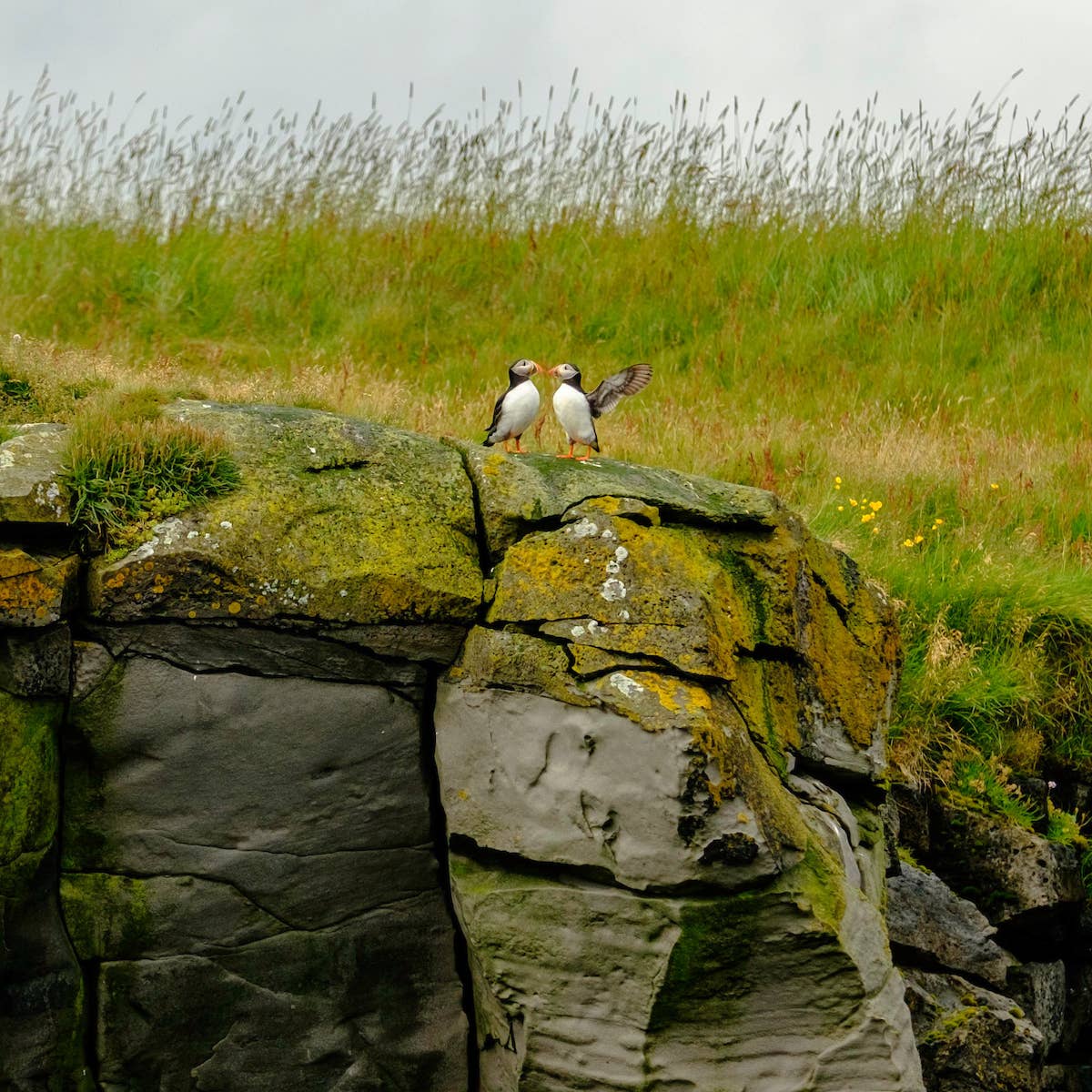 Premium 1-Hour Puffin RIB Boat Tour from Reykjavik Harbor | Guide to ...