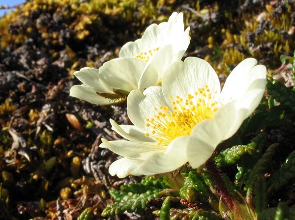 Plantlife in Iceland | Guide to Iceland