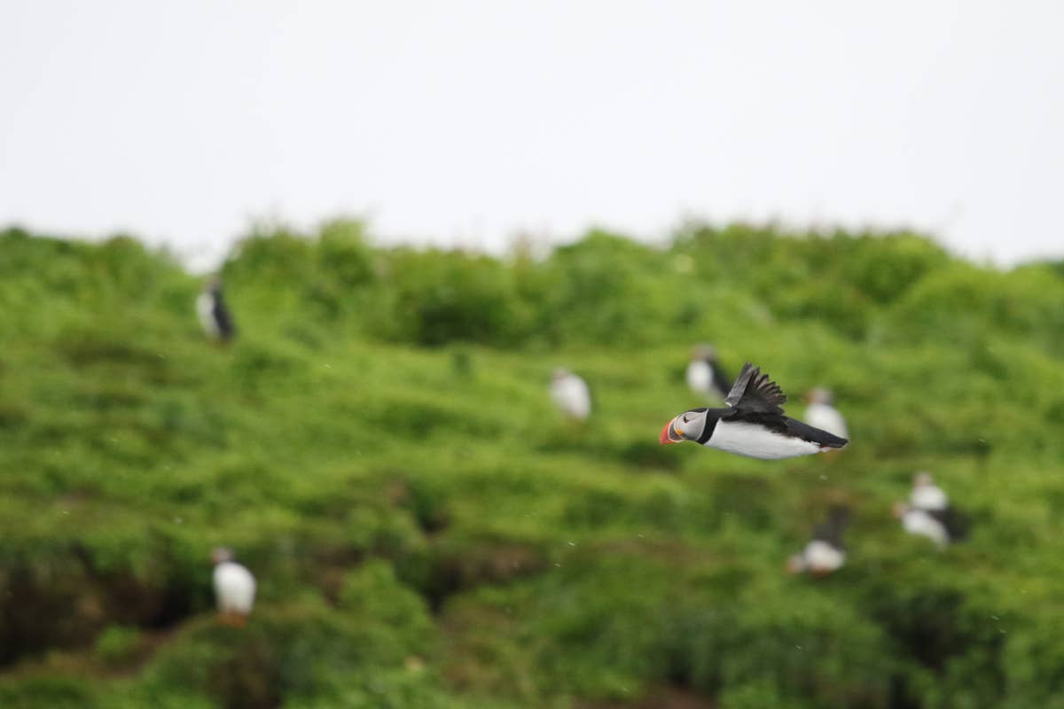Premium 1-Hour Puffin RIB Boat Tour from Reykjavik Harbor | Guide to ...