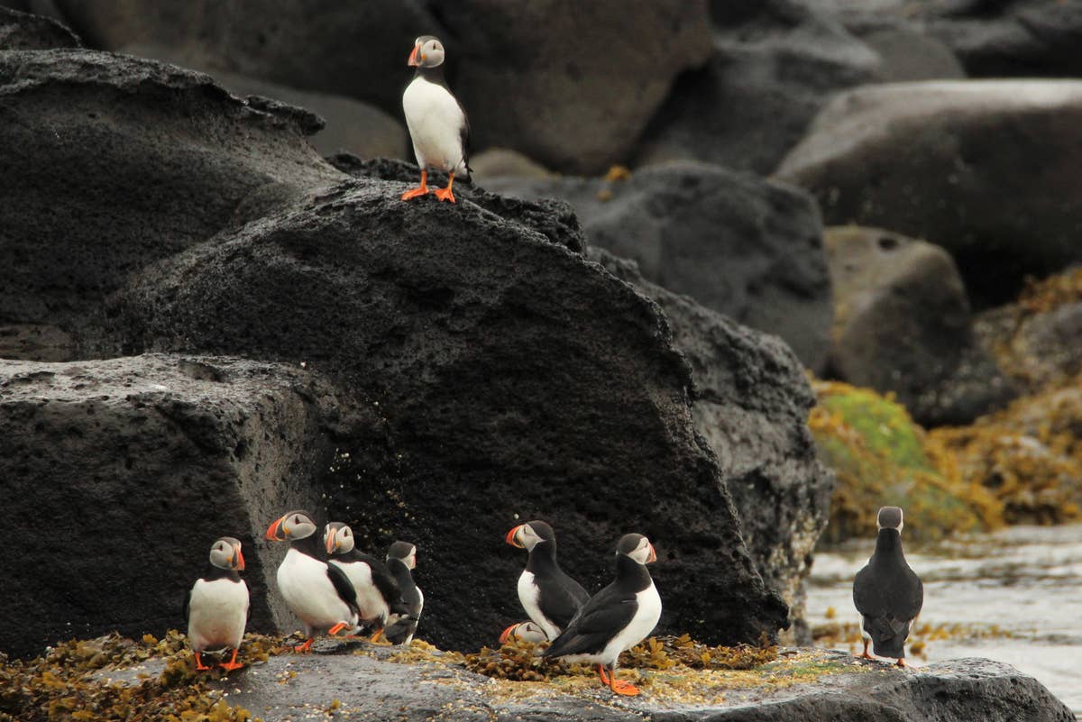 Premium 1-Hour Puffin RIB Boat Tour from Reykjavik Harbor | Guide to ...