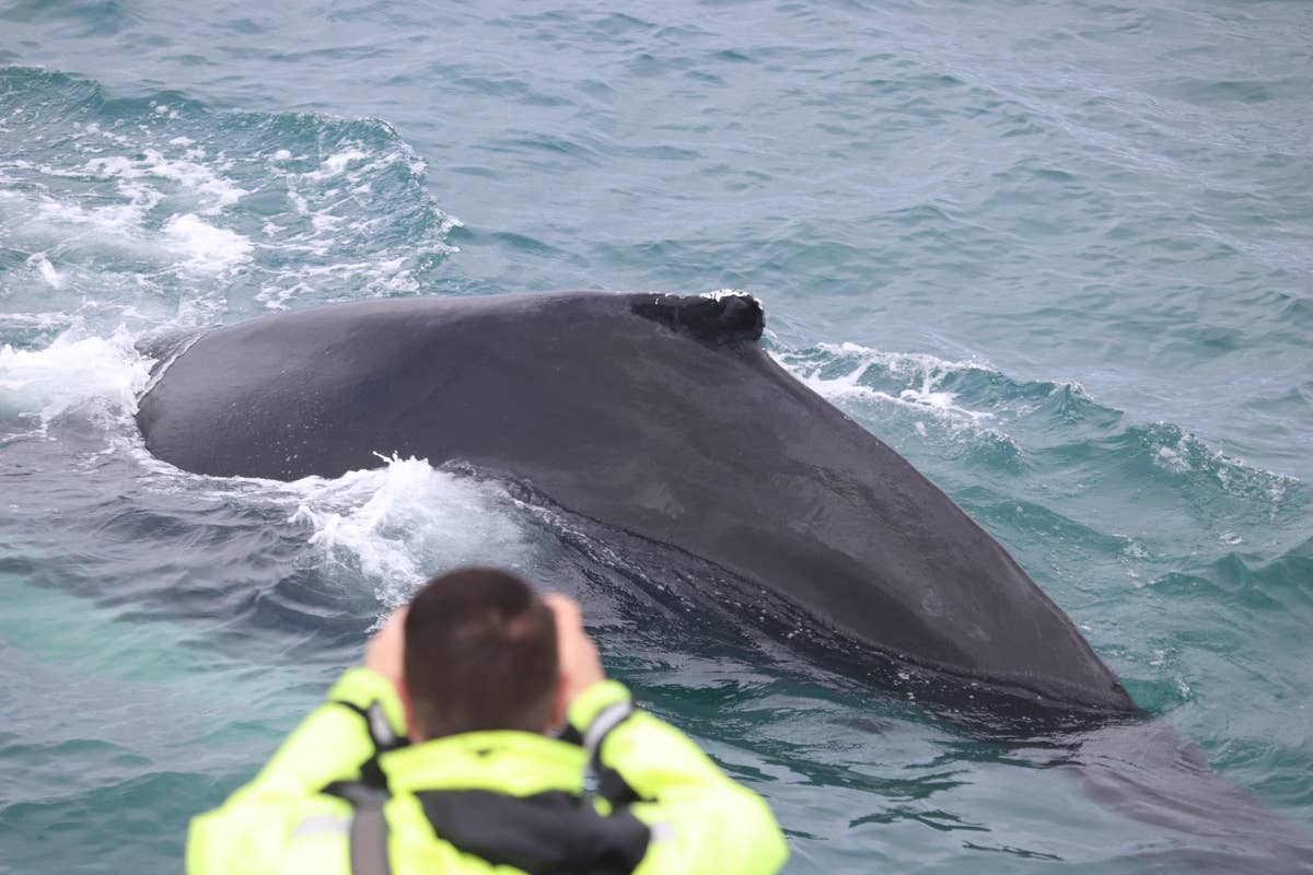 Flexible Whale & Puffin Watching Combo Tour from Reykjavik | Guide to ...