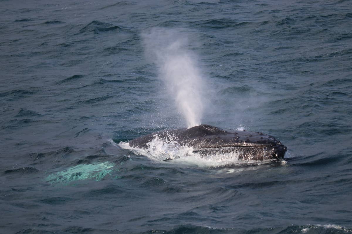 Whale Watching Express | Guide to Iceland