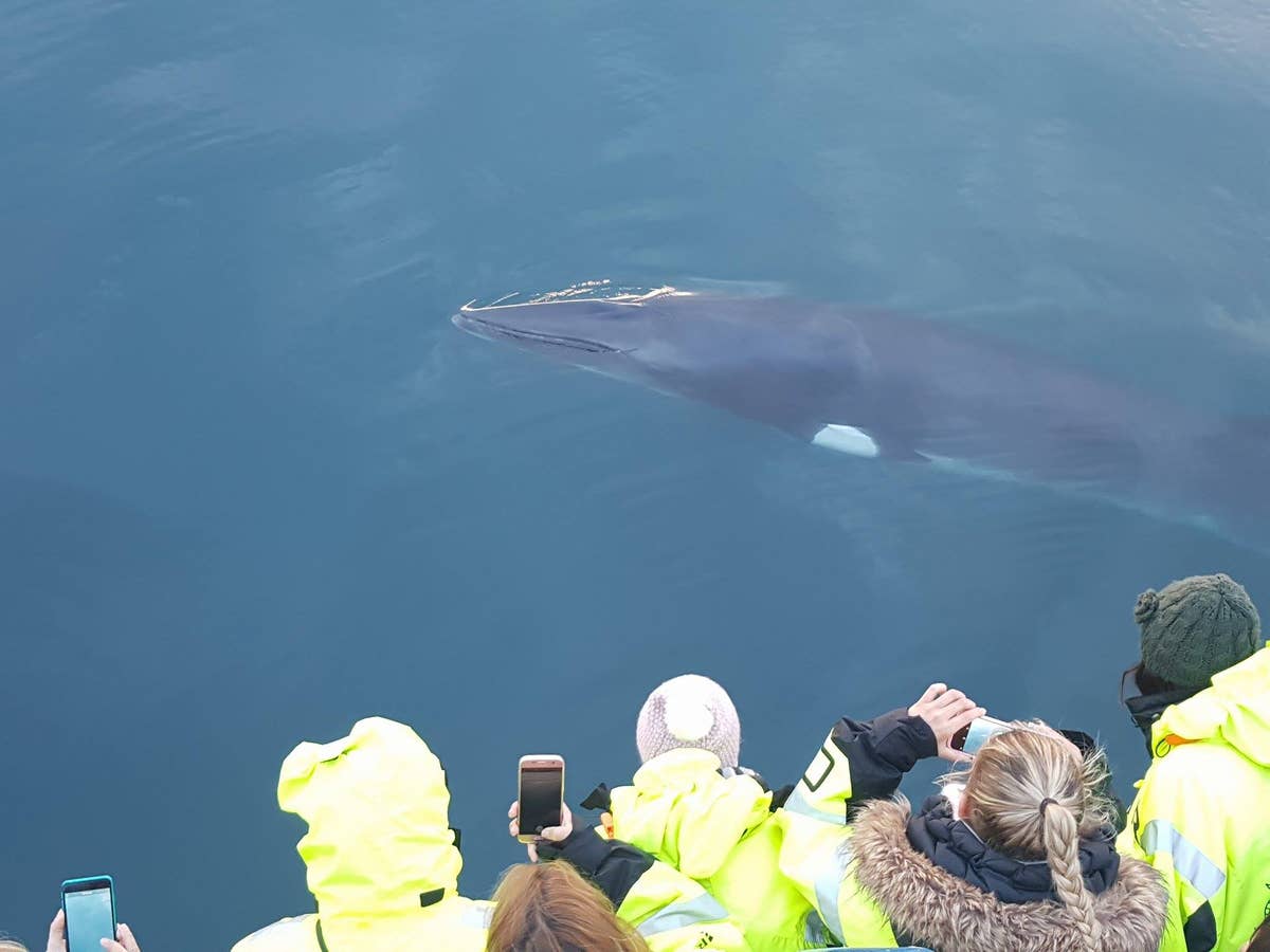 Whale Watching Express | Guide to Iceland
