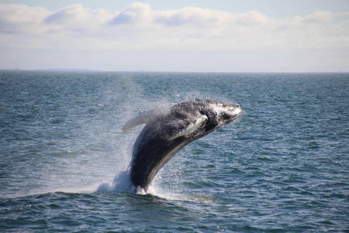 Whale Watching Express | Guide to Iceland