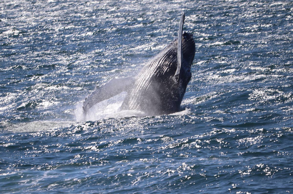 6-Hour Whale Watching & Northern Lights Boat Tour Combo with Transfer ...