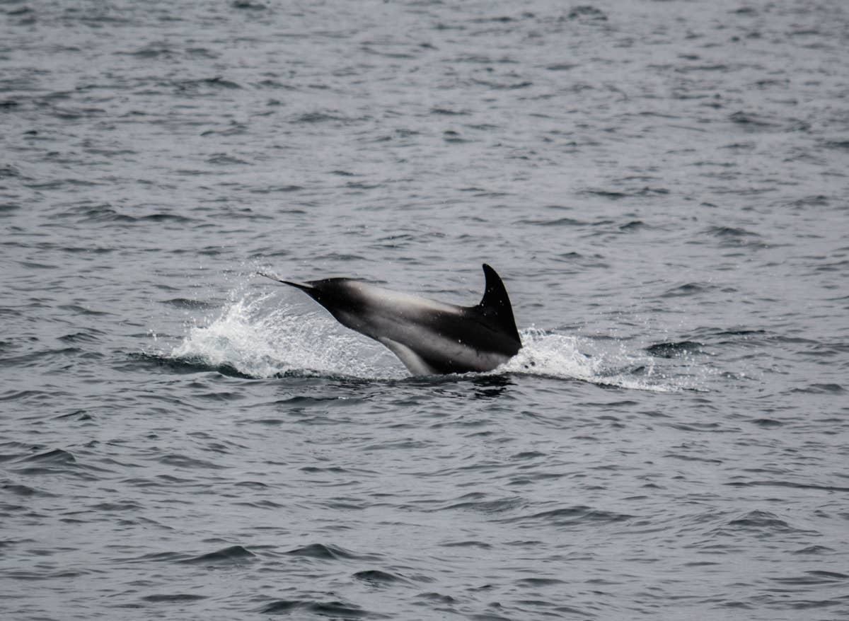 6-Hour Whale Watching & Northern Lights Boat Tour Combo with Transfer ...