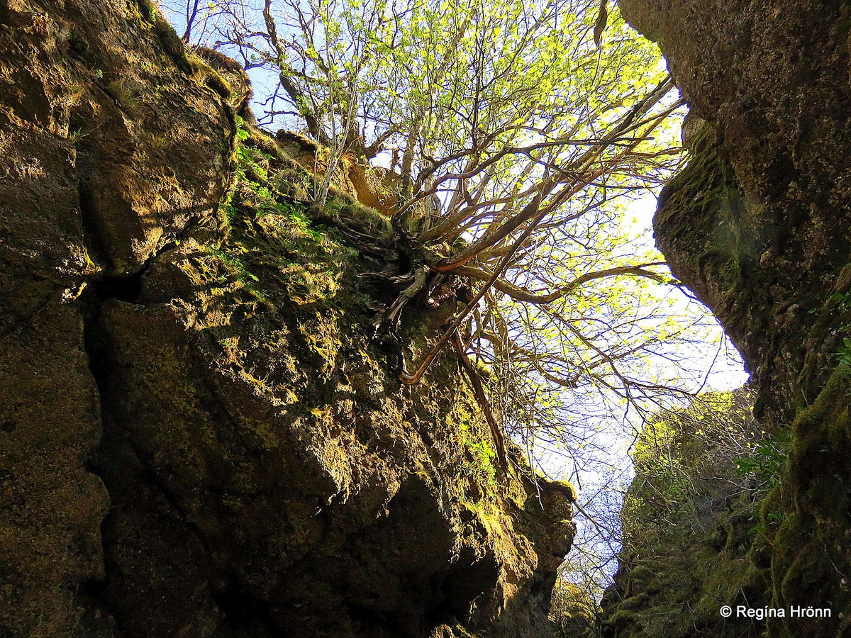 The Mystical Nauthúsagil Ravine in South Iceland & its beautiful ...