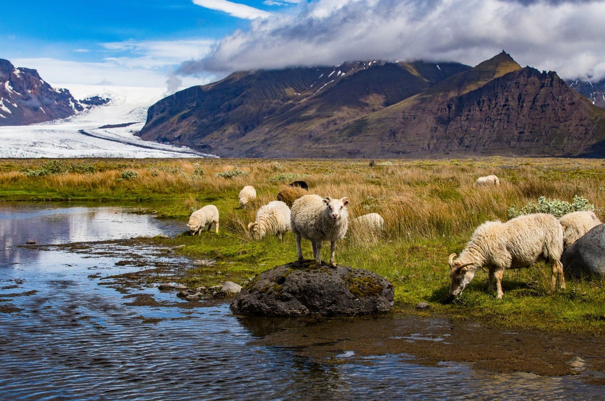 Icelandic Sheep: The Ultimate Guide | Guide to Iceland