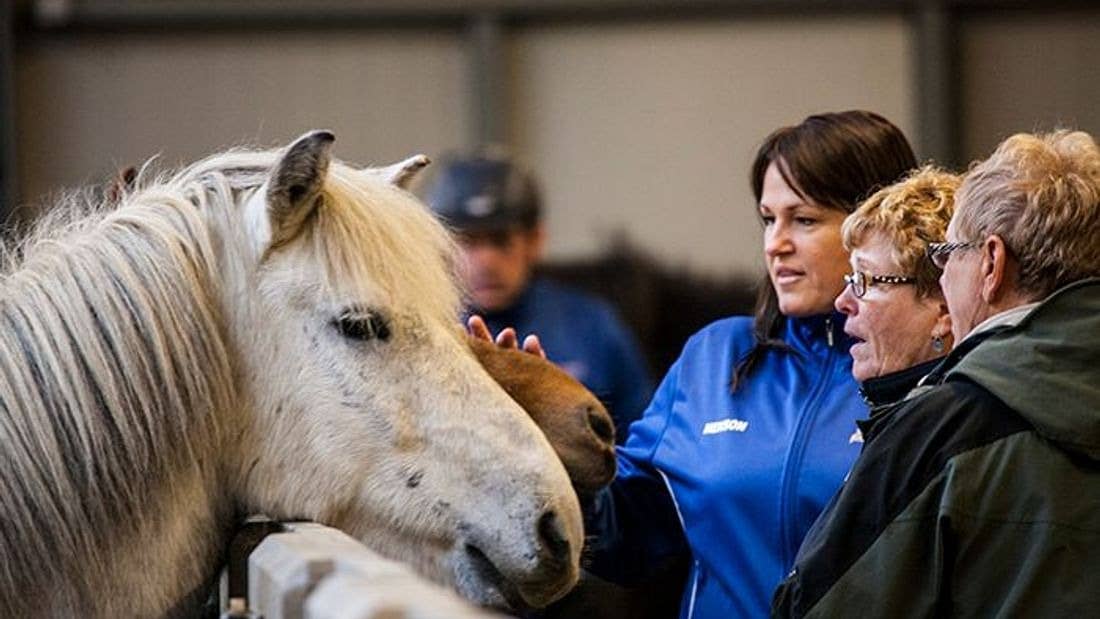 Family-Friendly 40-Minute Icelandic Horse Stable Tour in South Iceland ...