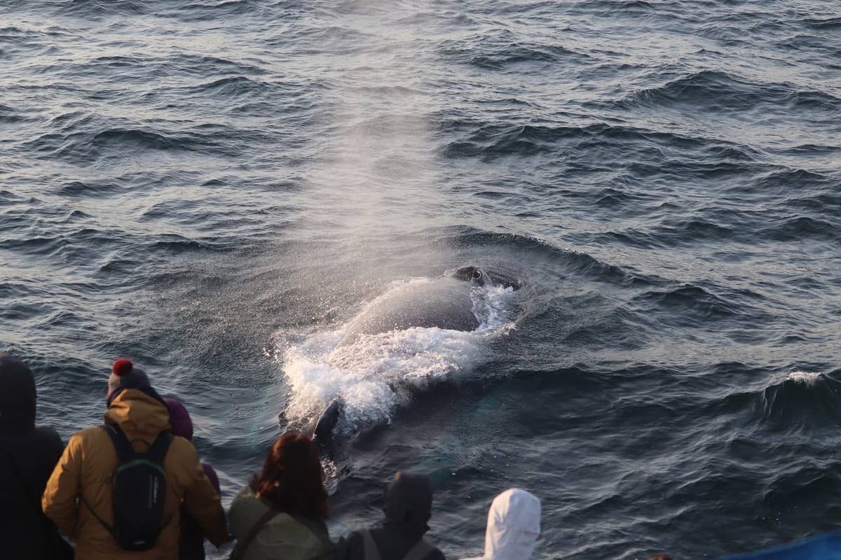 Express 2.5-Hour Whale Watching Tour from Reykjavik Harbor | Guide to ...