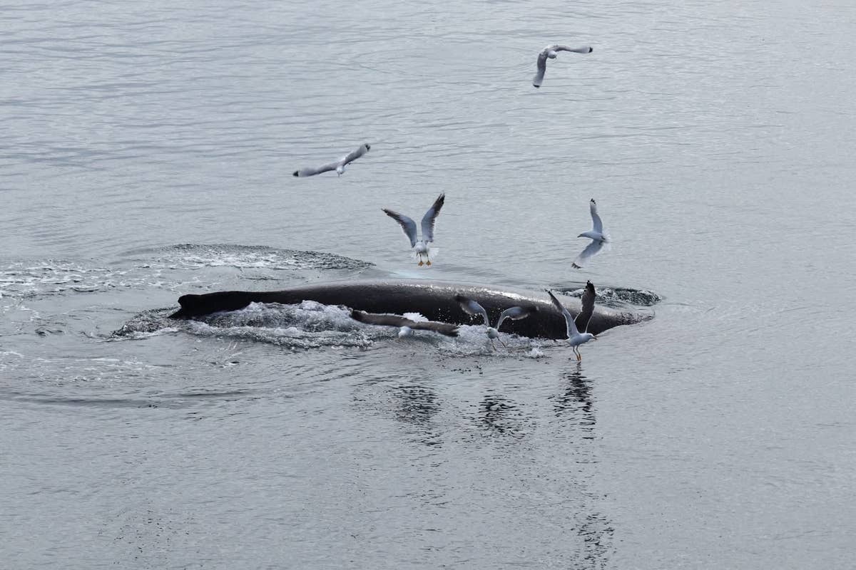 Express 2.5-Hour Whale Watching Tour from Reykjavik Harbor | Guide to ...