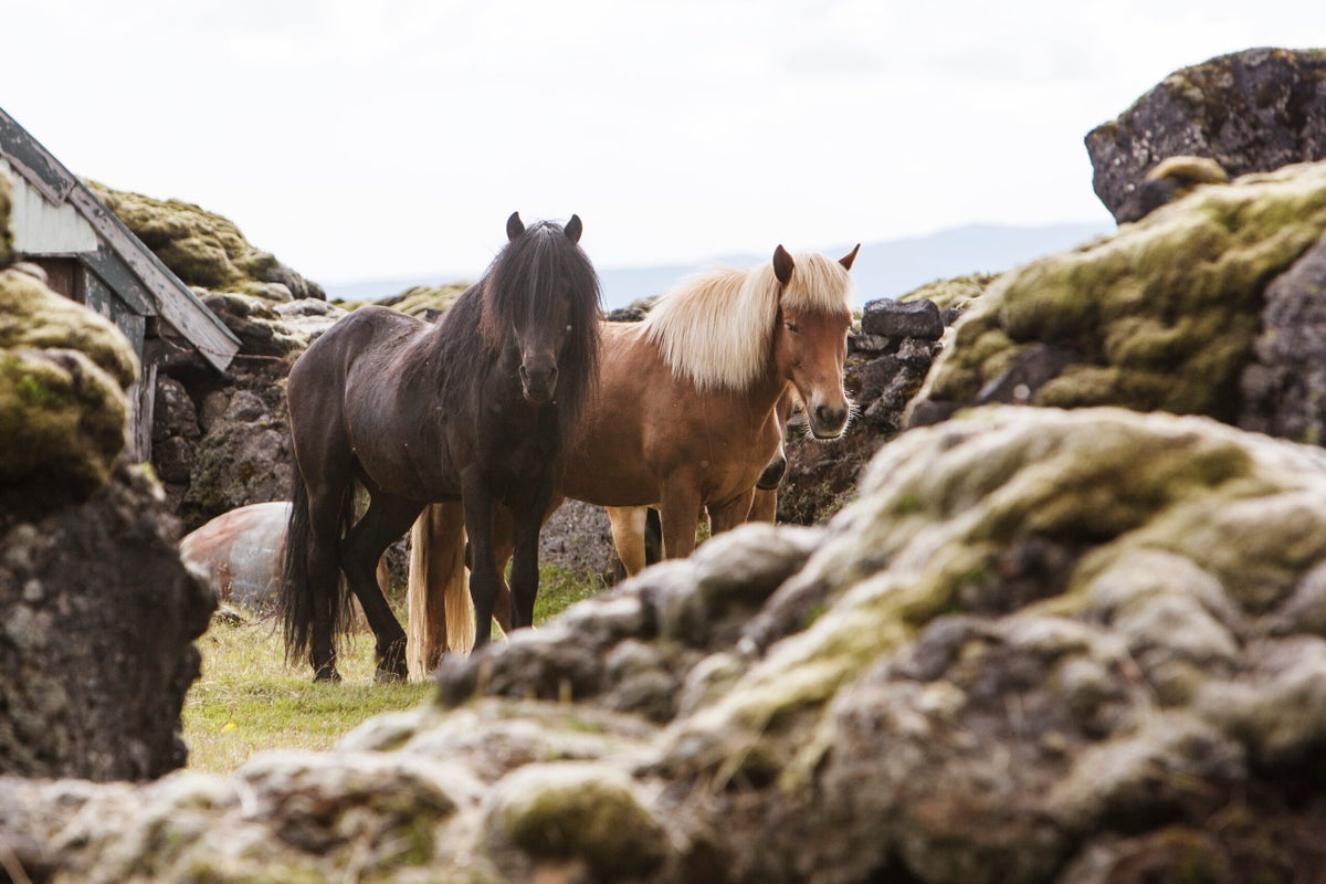 Private 1-Hour Horse Riding Tour near Reykjavik | Guide to Iceland
