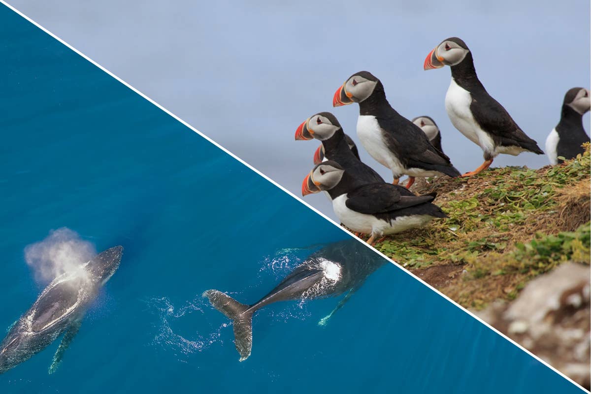 Whale & Puffin Watching Boat Tour from Reykjavik | 2-Hour Whale ...