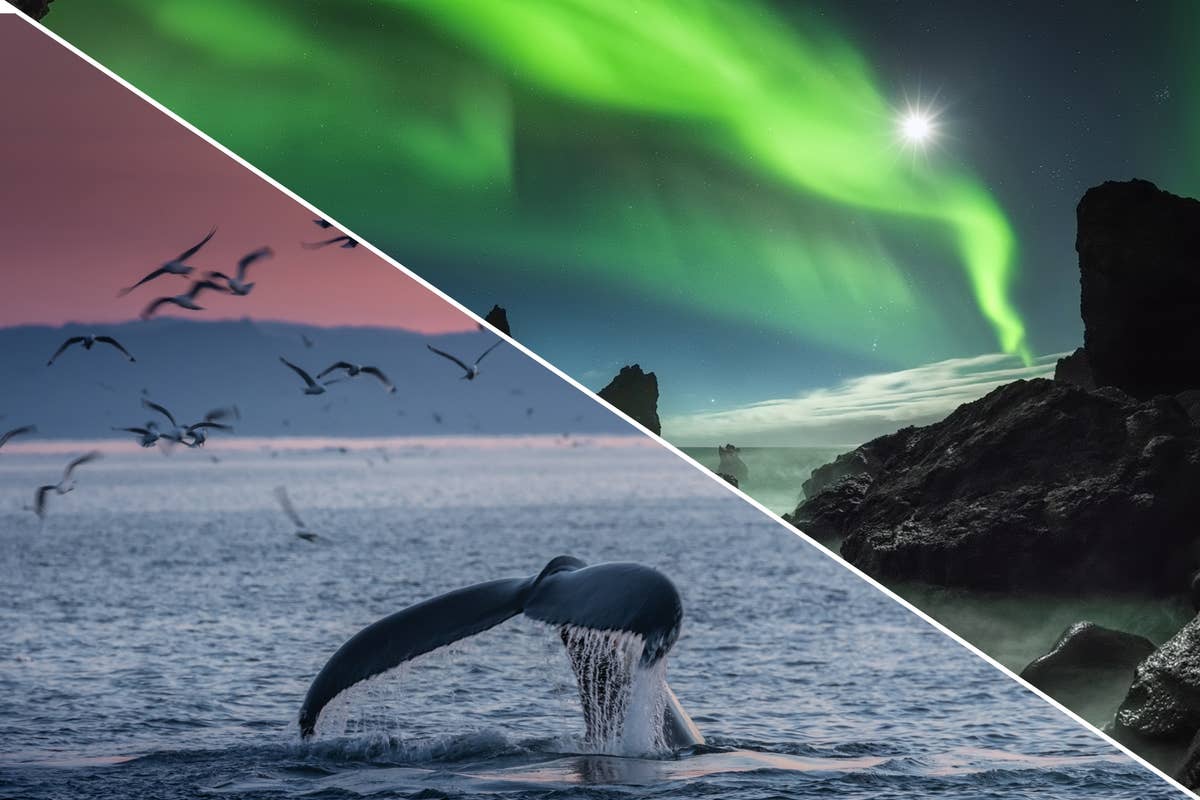 Combination 5-Hour Northern Lights and Whale-Watching Boat Tours from ...