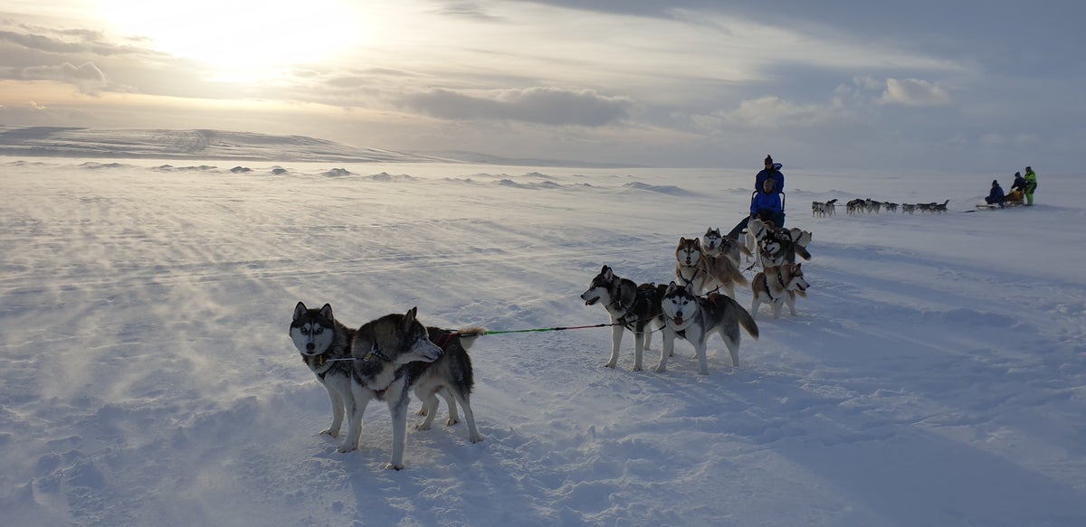 Dog Sledding Tour in Myvatn in North Iceland | Siberian Husky Tour ...
