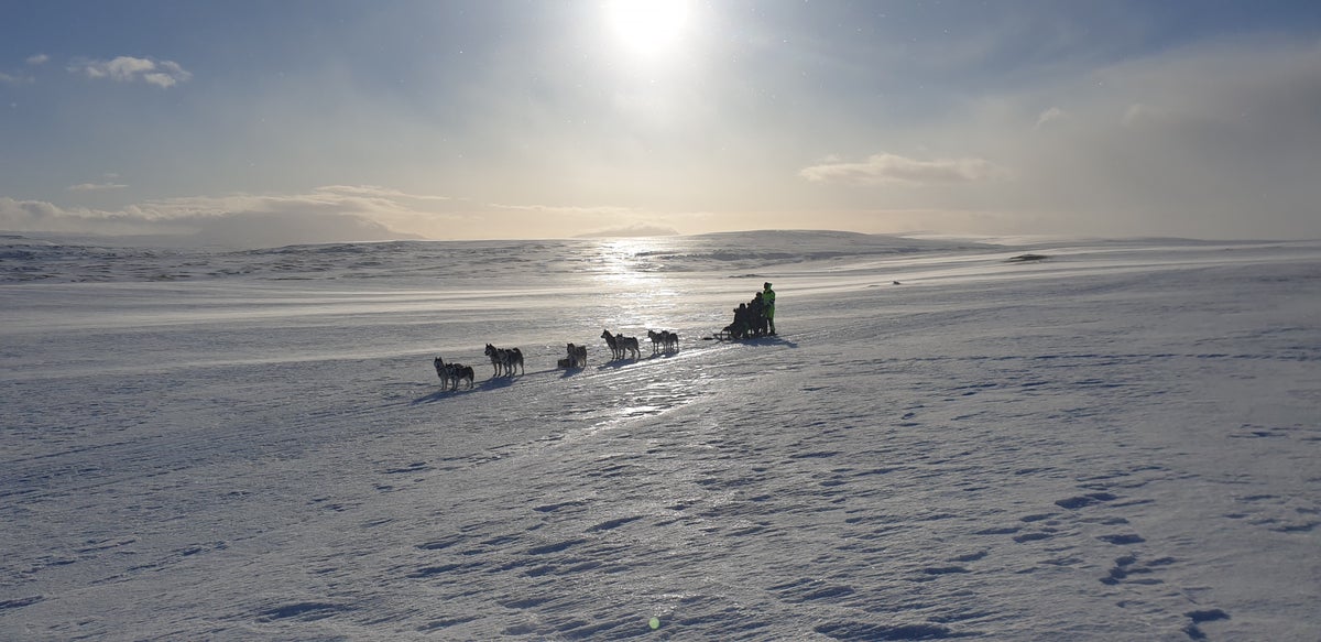 Dog Sledding Tour in Myvatn in North Iceland | Siberian Husky Tour ...