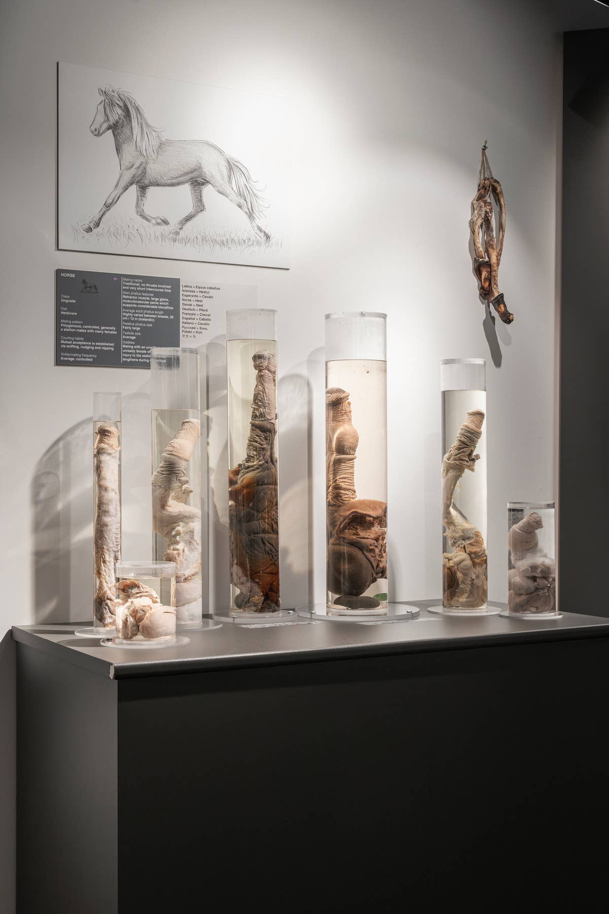 Tickets to the Penis Museum | Guide to Iceland