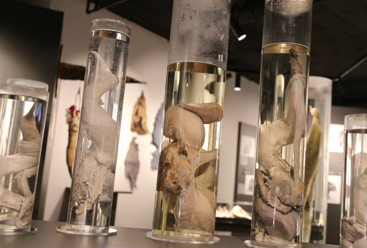 Tickets to the Penis Museum | Guide to Iceland