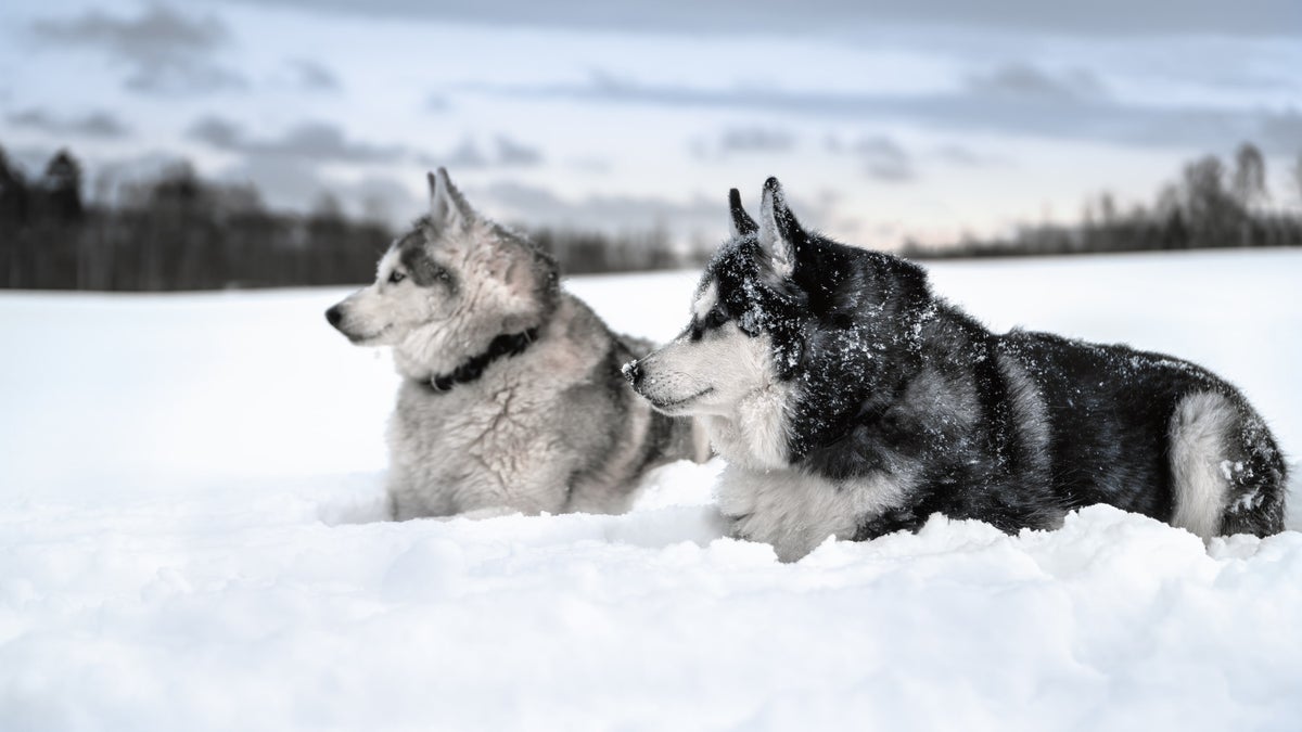 Dog Sledding Tour in Myvatn in North Iceland | Siberian Husky Tour ...