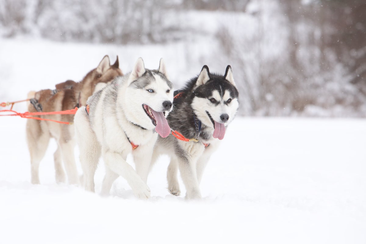 Dog Sledding Tour in Myvatn in North Iceland | Siberian Husky Tour ...