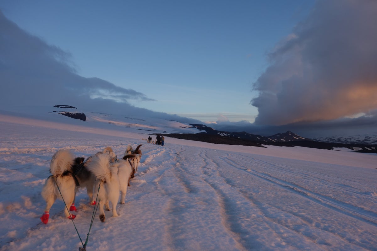 Dog Sledding Tour in Myvatn in North Iceland | Siberian Husky Tour ...