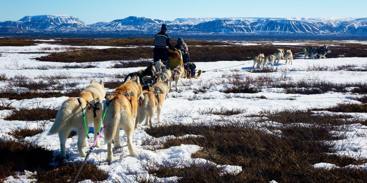 Dog Sledding Tour in Myvatn in North Iceland | Siberian Husky Tour ...