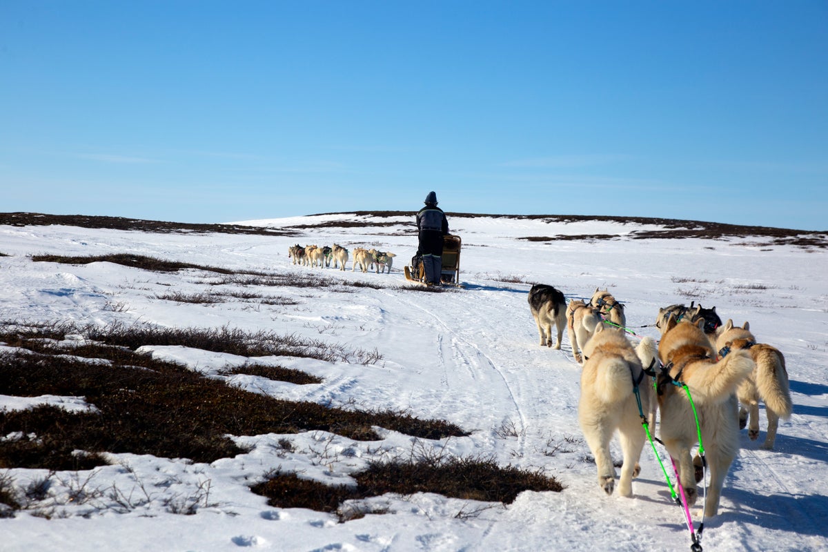 Dog Sledding Tour in Myvatn in North Iceland | Siberian Husky Tour ...