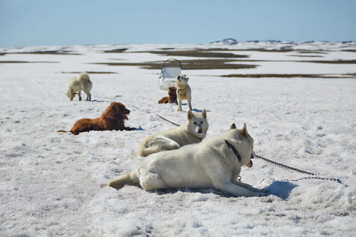 Dog Sledding Tour in Myvatn in North Iceland | Siberian Husky Tour ...