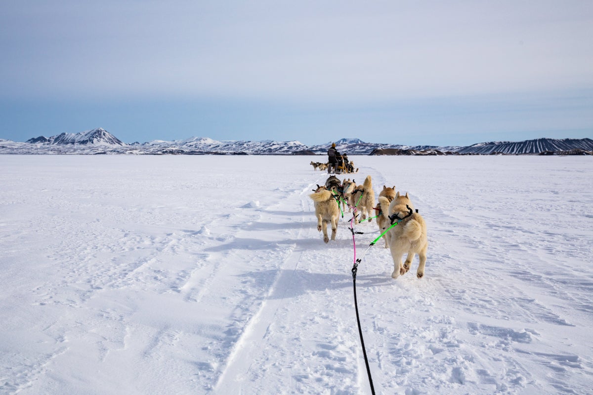 Dog Sledding Tour in Myvatn in North Iceland | Siberian Husky Tour ...
