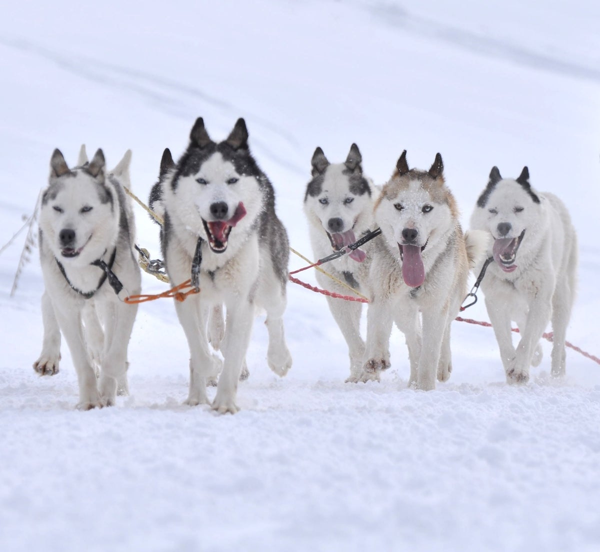Dog Sledding Tour in Myvatn in North Iceland | Siberian Husky Tour ...
