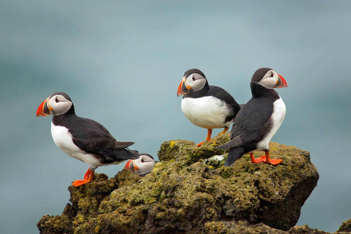 Big Whale Safari & Puffin Boat Tour from Husavik | Guide to Iceland