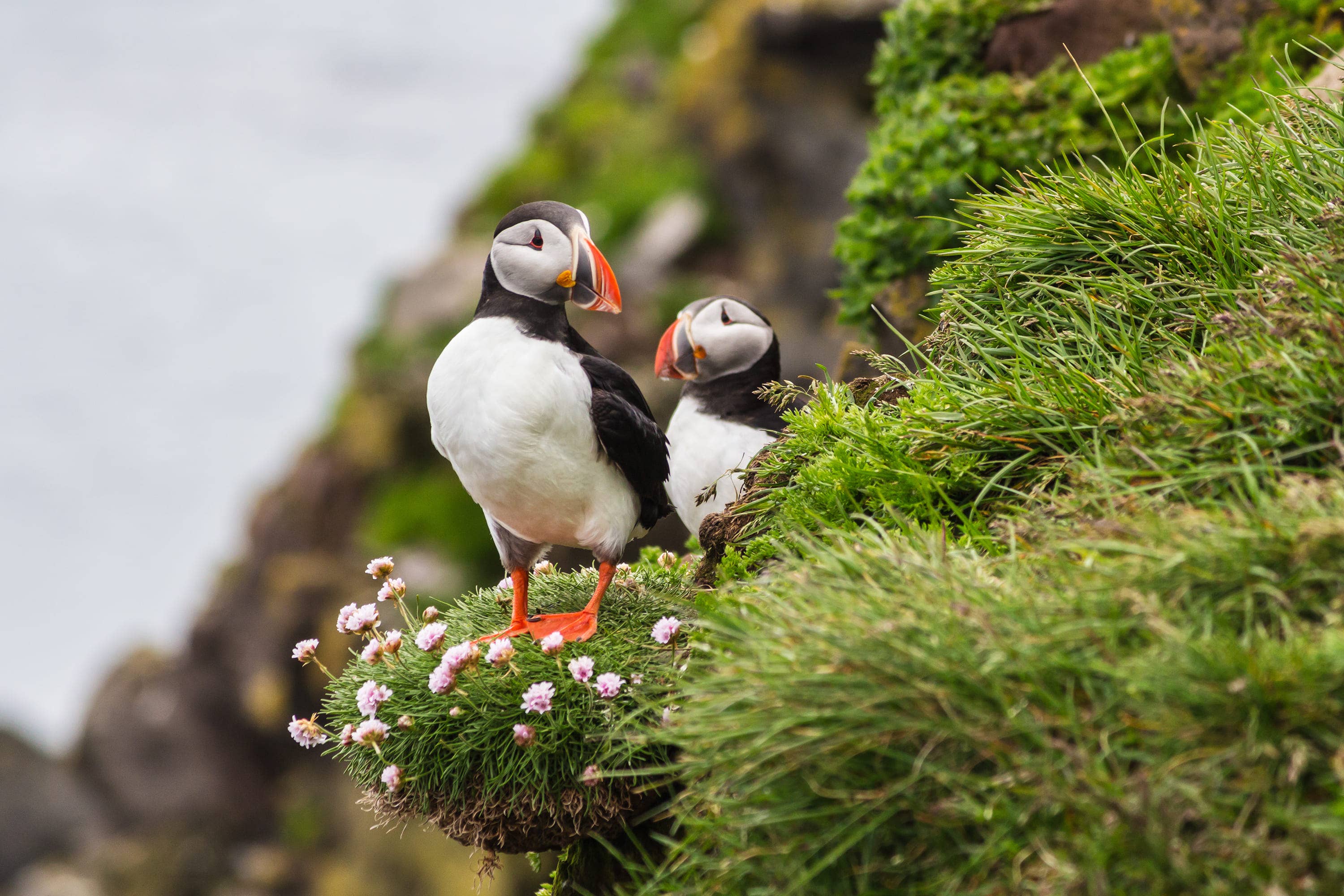 Whale & Puffin Watching Boat Tour from Reykjavik | 2-Hour Whale ...