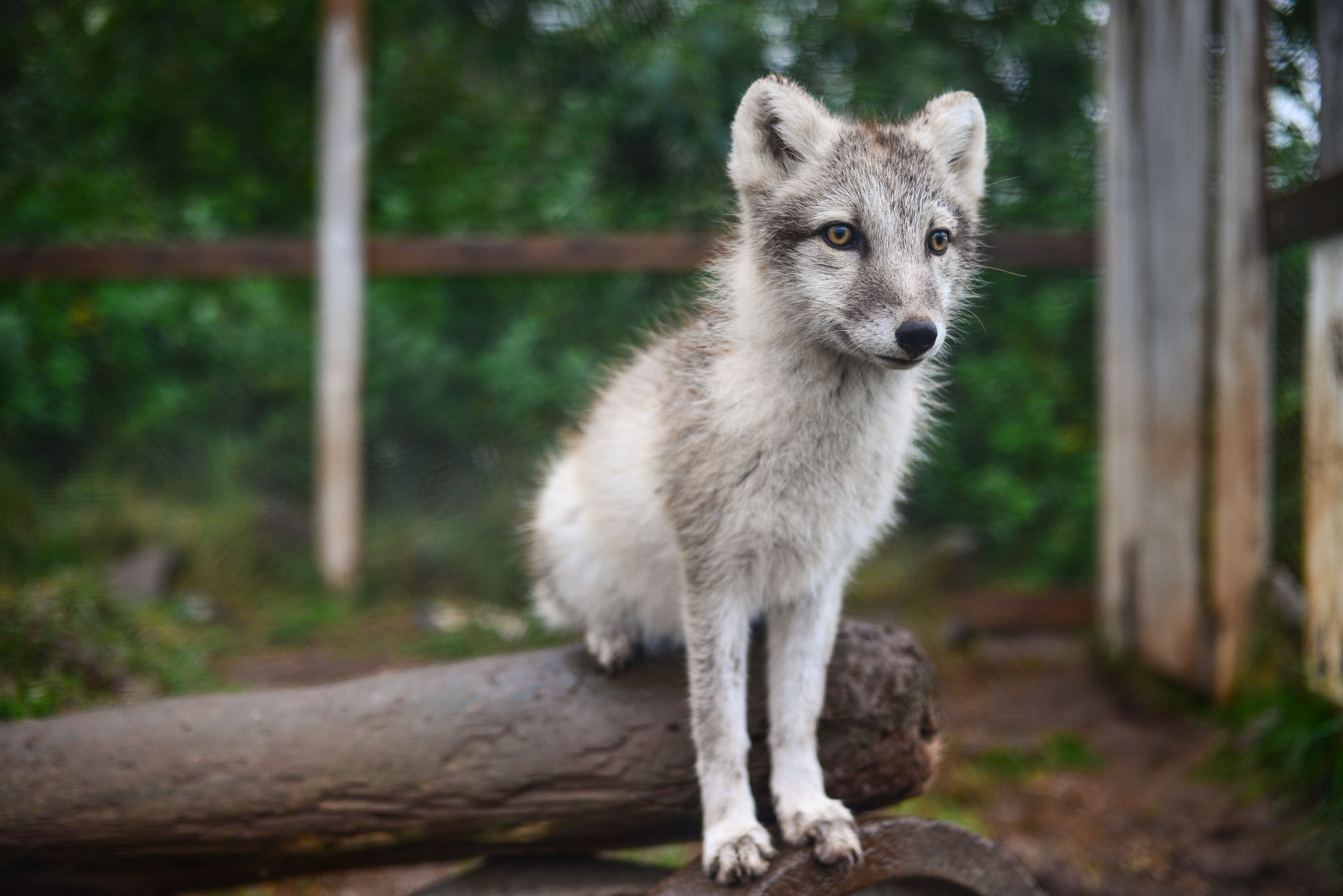 Sudavik Arctic Fox Center Travel Guide | Guide to Iceland