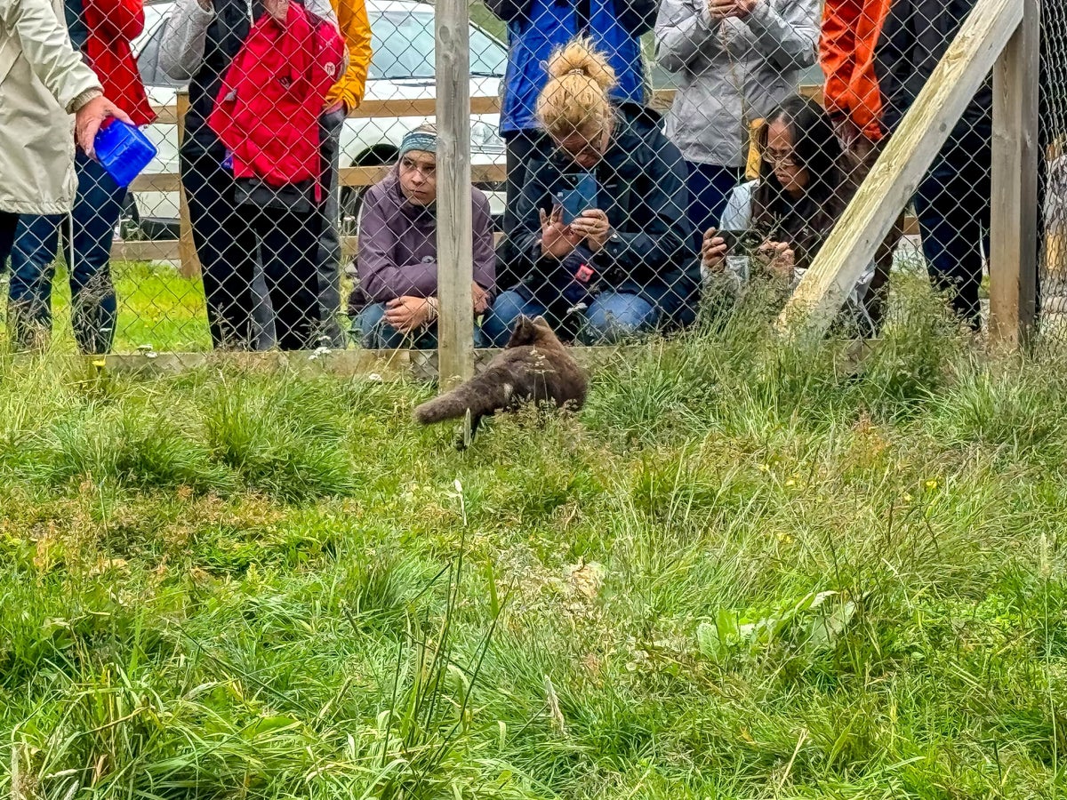 Sudavik Arctic Fox Center Travel Guide | Guide to Iceland