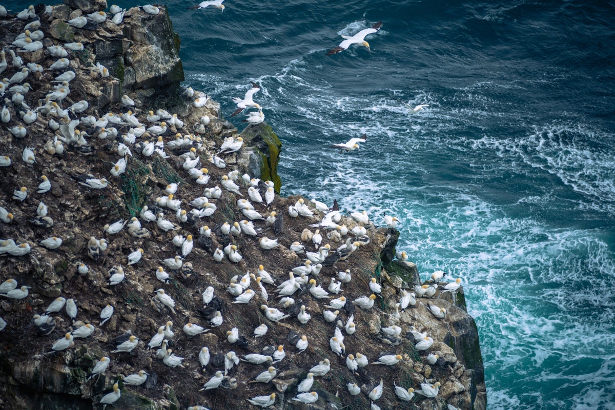Langanes Peninsula | Guide to Iceland