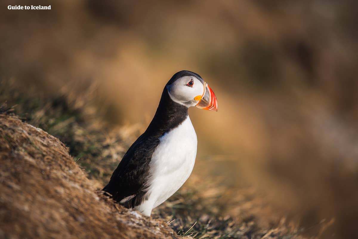 Small Group 1-Hour Puffin Watching Adventure in RIB from Reykjavik ...