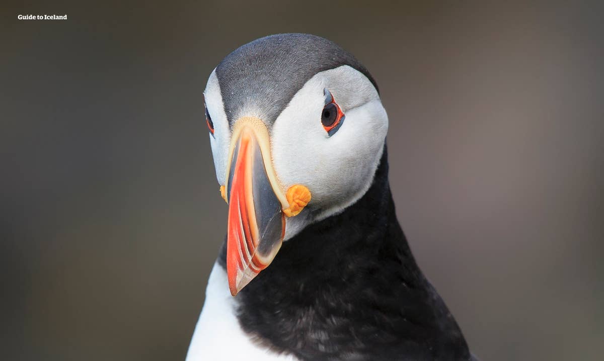 Exciting 2-Hour Puffin & Whale-Watching Tour in a RIB Boat from ...